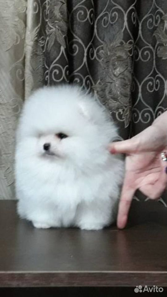 Мишки Белые, Кремовые Мини Шпицы