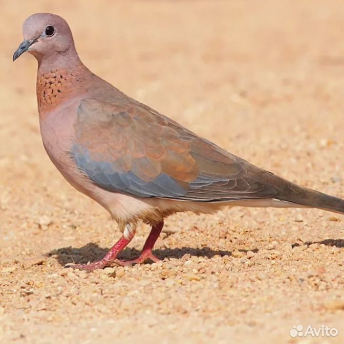 Синегальская горлица