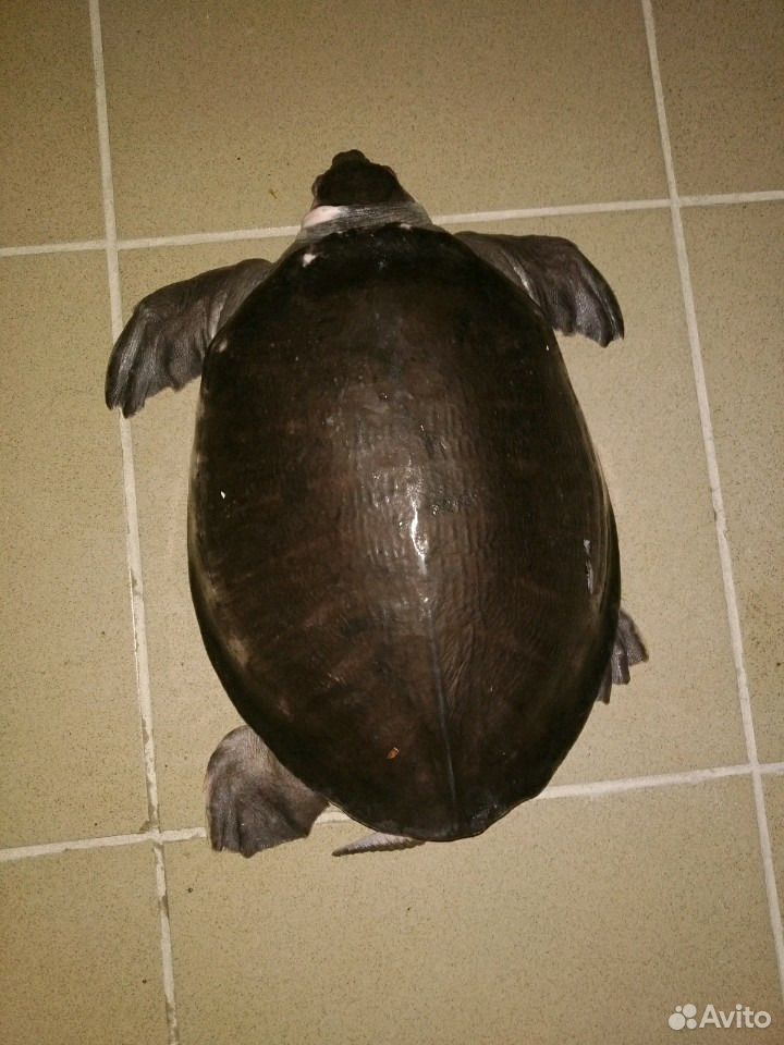 Водяная черепаха