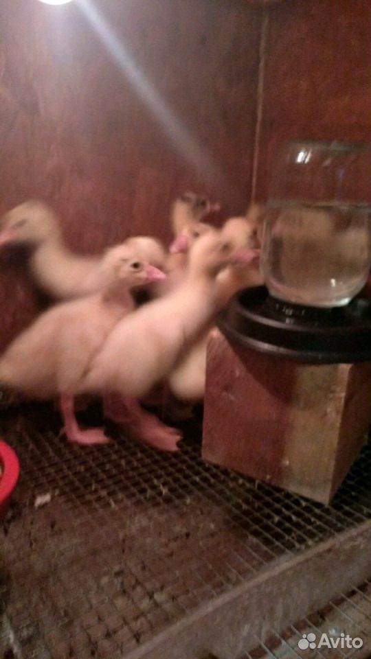 Утята Агидель