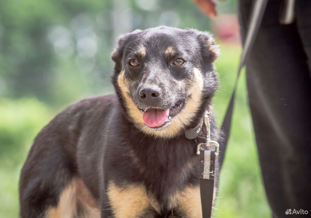 Макс 1,5 года