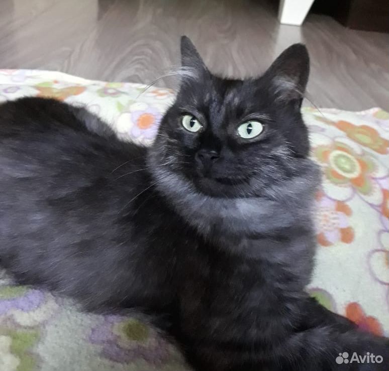 Кот