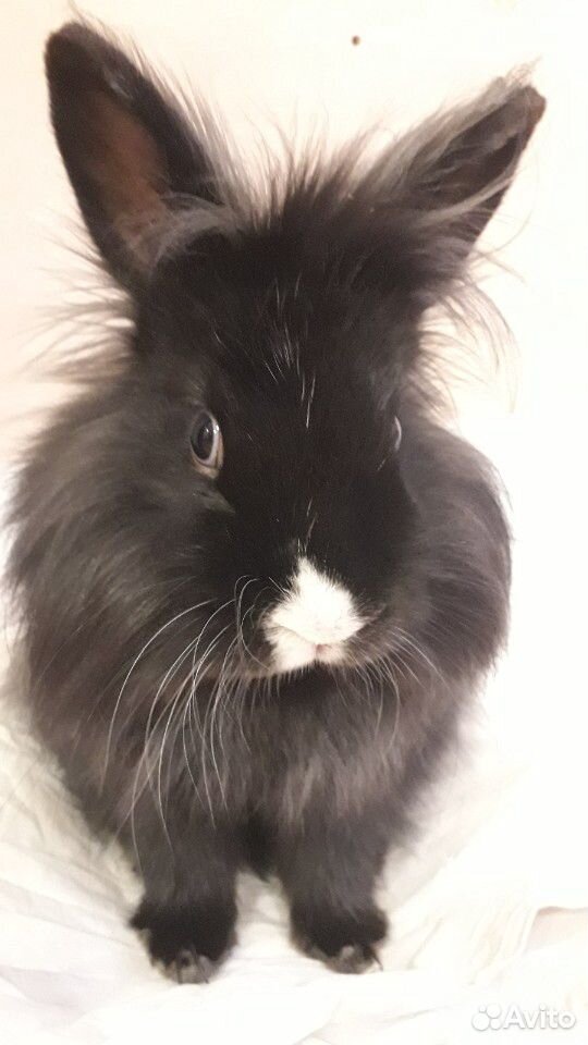 Вязка кролика