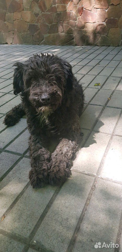 Фландрский бувье мальчик Чапа 5лет