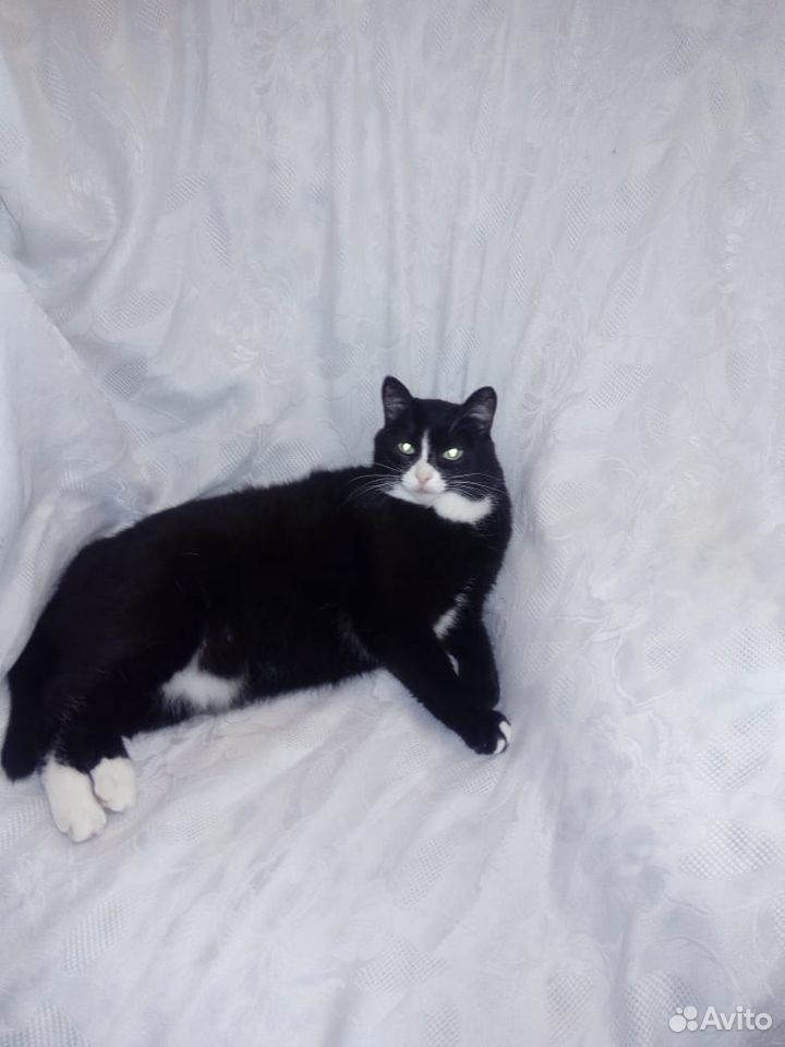 Кошечка Лила