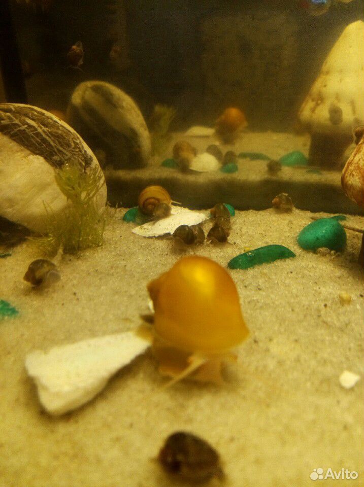 Улитка Ампулярия