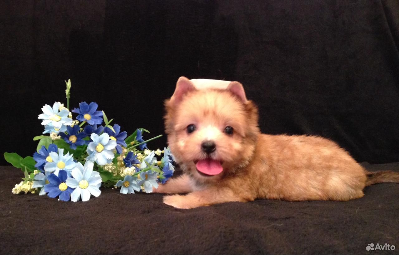 Золотой мини мальчик и девочки