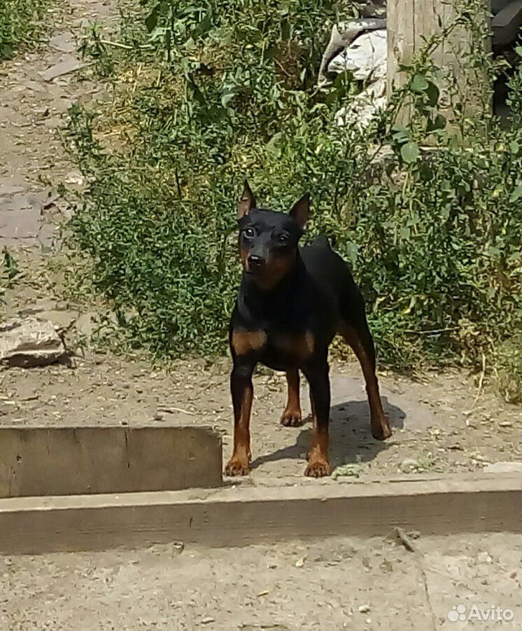 Цвергпинчера кобель