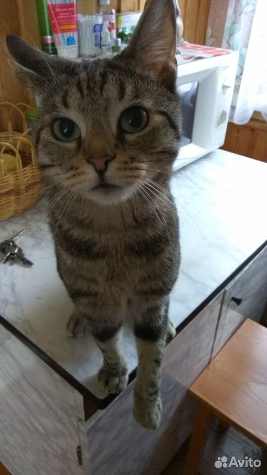 Хороший котик Котя ищет дом и ответственных хозяе