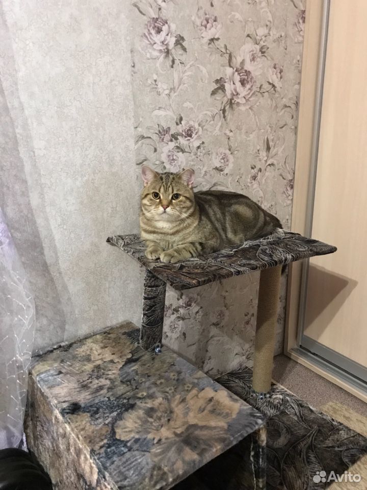 Вязка, шотландец