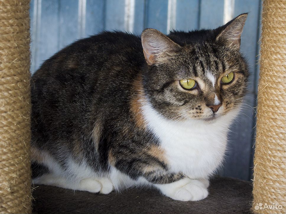 Нежная и добрая Афина