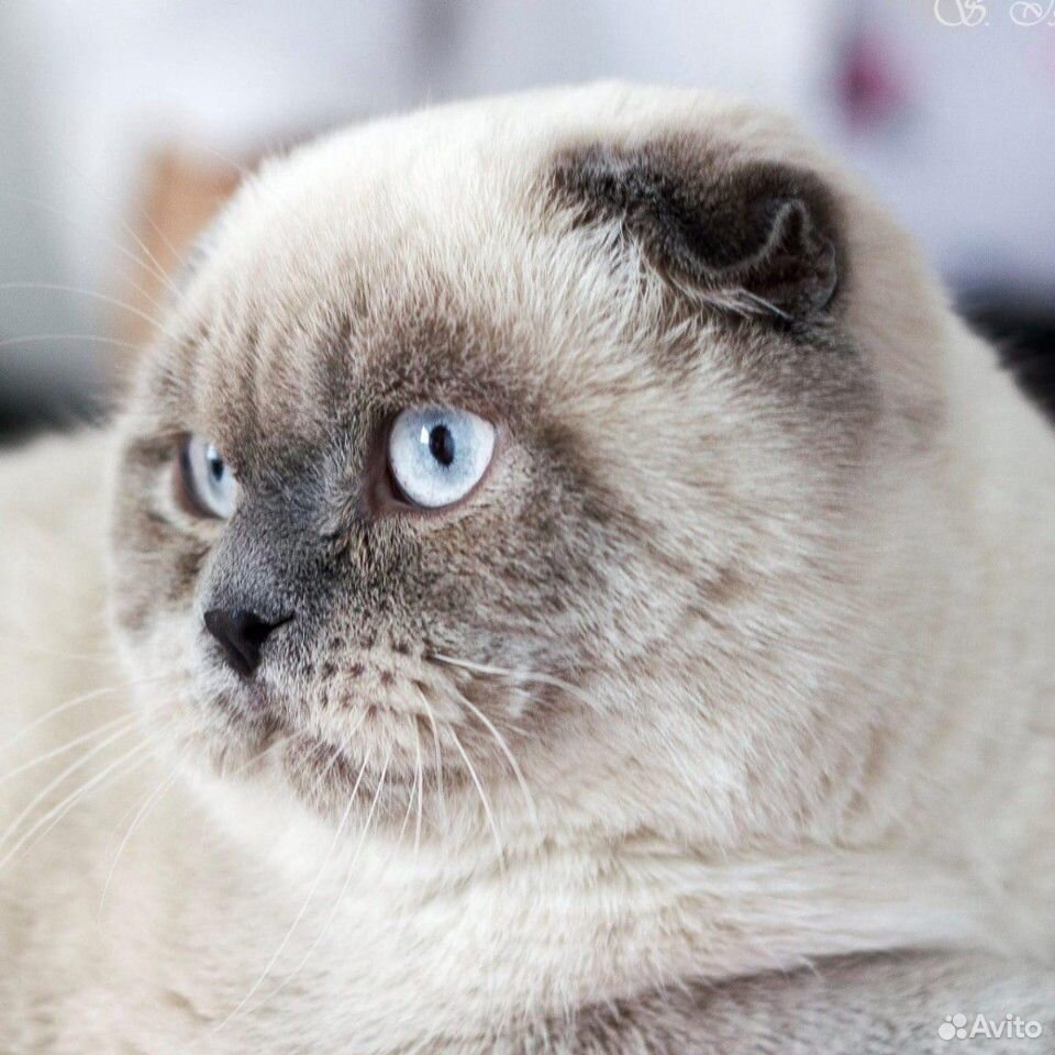 Кот для вязки