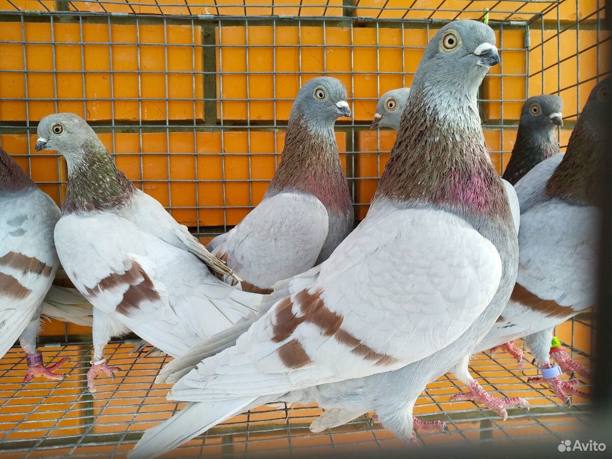 Голуби венгерских пород