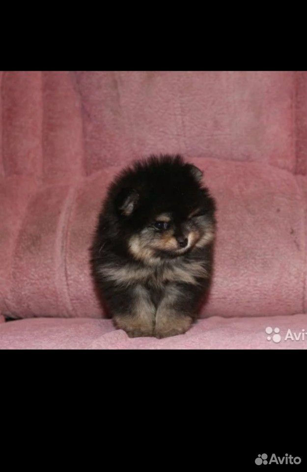 Вязка шпица