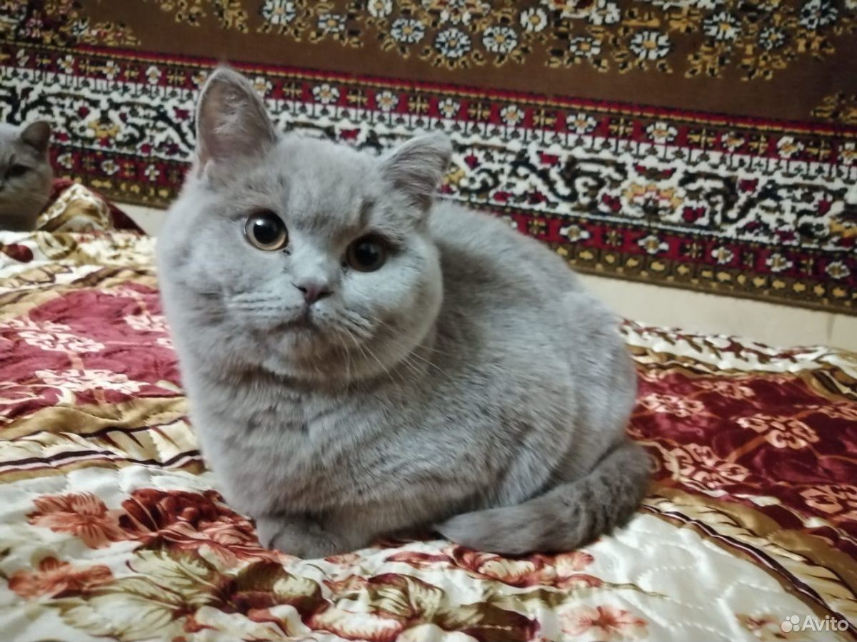 Британская киса с документами