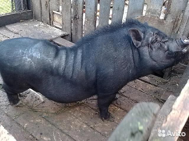 Вьетнамский хряк