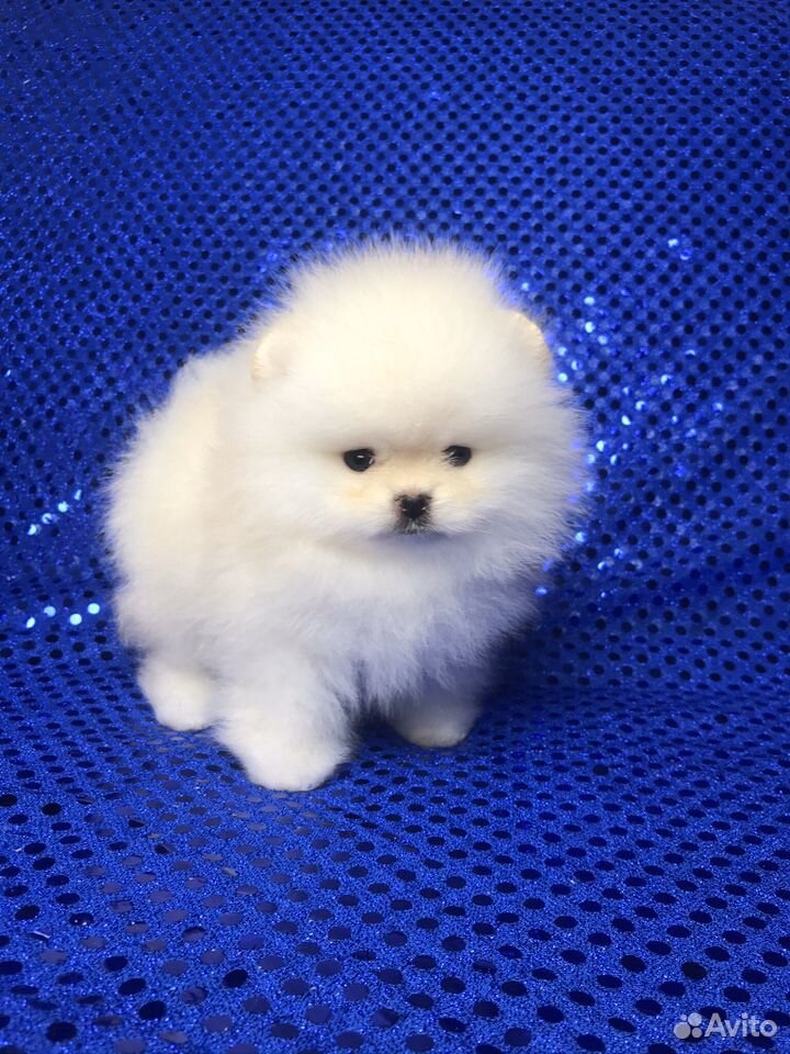 Эксклюзивчики