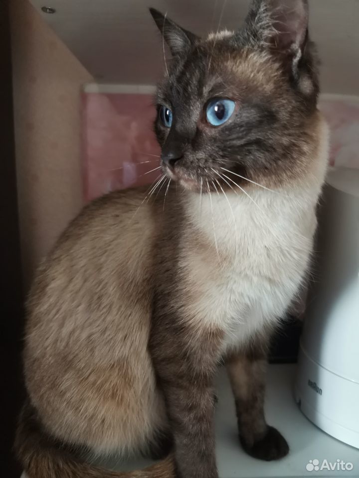 Юная кошечка ждет добрых хозяев