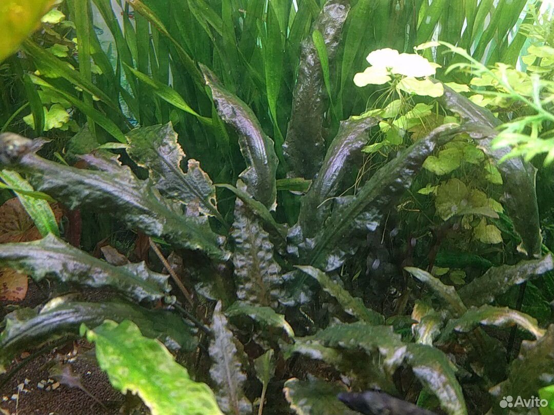 Роталла, гигрофила, сагитария, людвигия и др