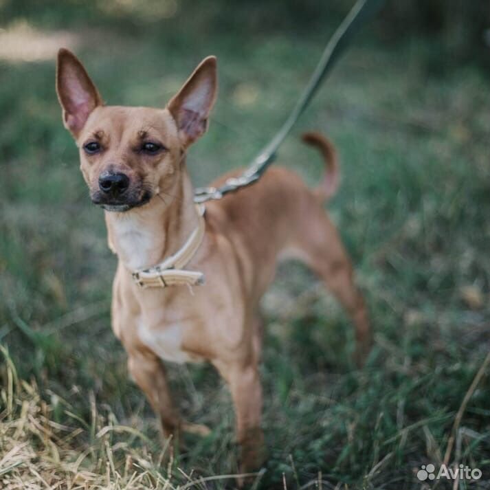 Ева, маленькая собачка (5 кг) ищет дом
