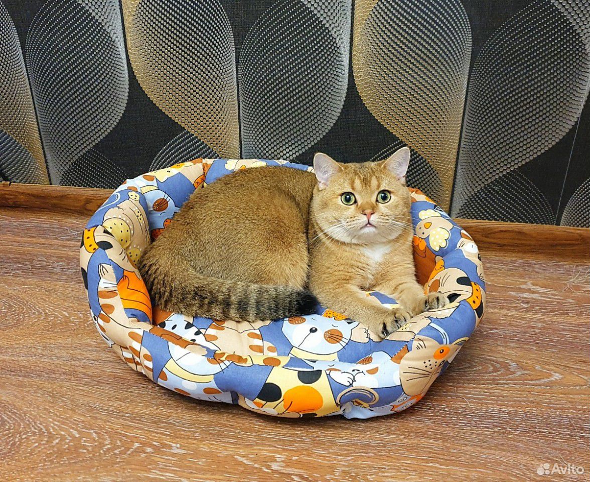 Шотландский кот на вязку