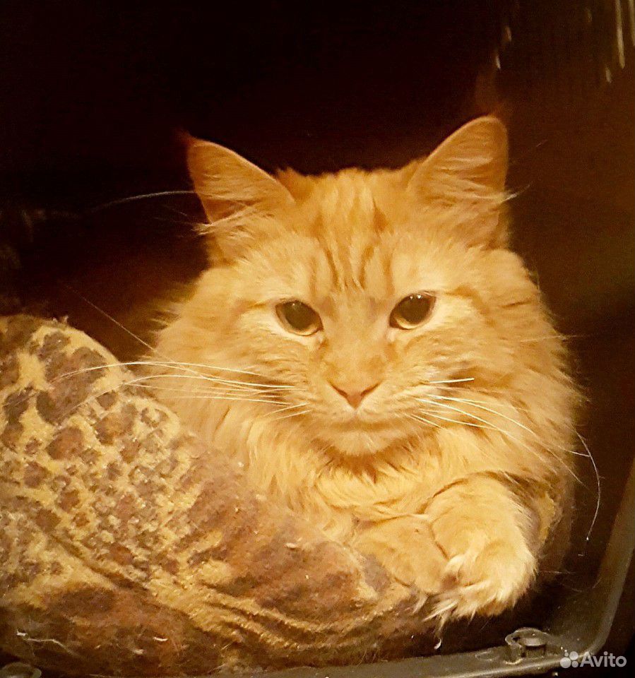 Шикарная Тамара