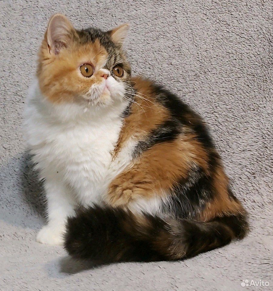 Нарядная экзоточка - каликошка