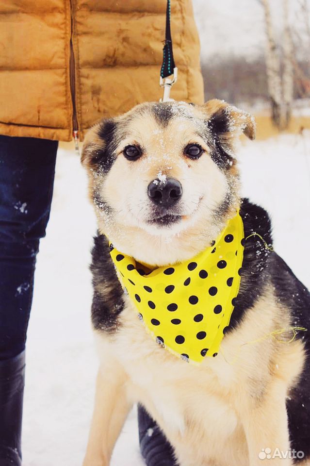 Веселая собака Рони ищет дом