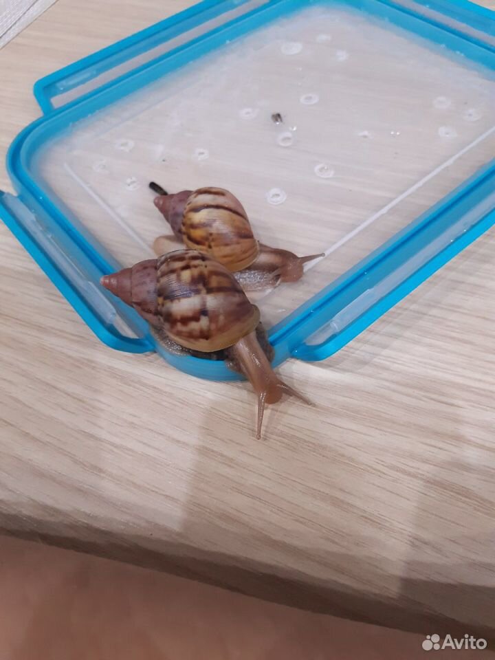 Улитки ахатины. Отдам в хорошие руки