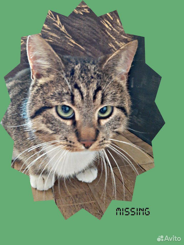 Кот Пифагор