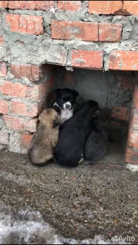 Щенки 6 штук