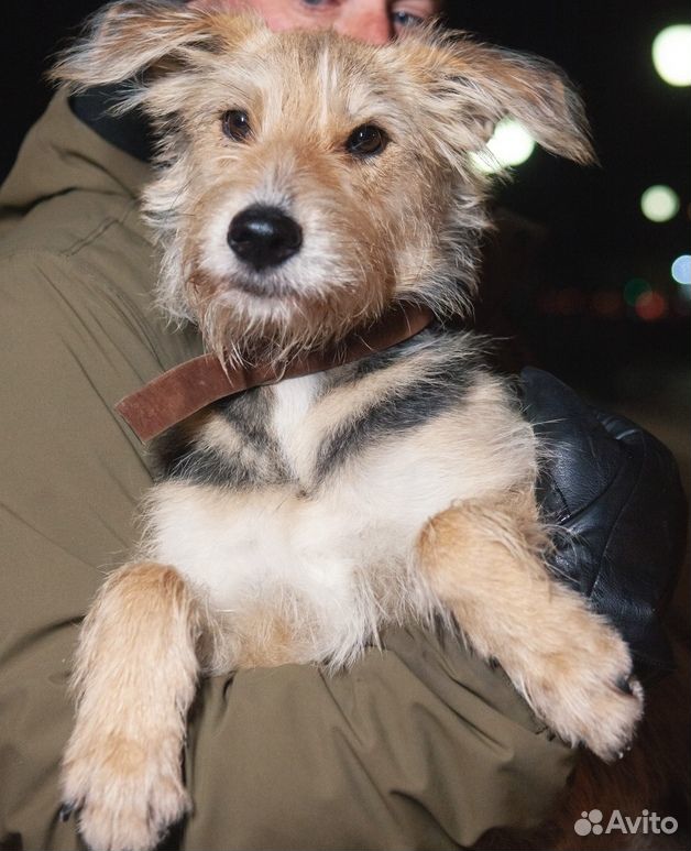 Ищем дом милахе Тайре