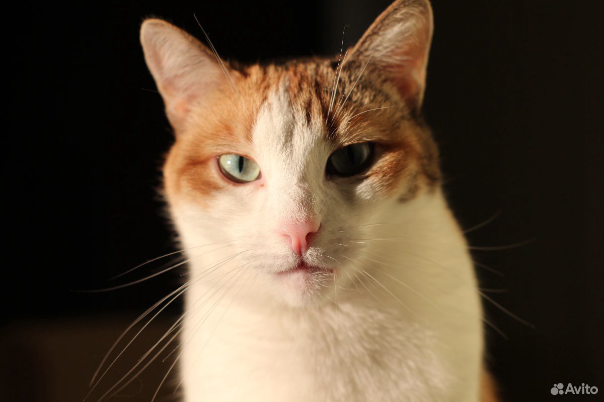 Кошка Джесси