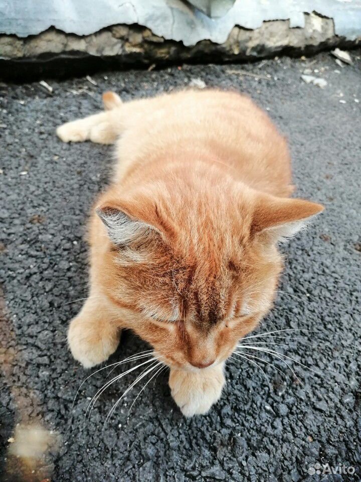 Кот рыжий (чёткий)
