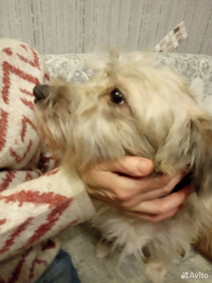 Кудряшка Сью