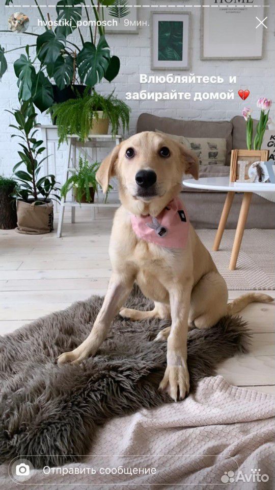 Щенок девочка в дар 5 мес