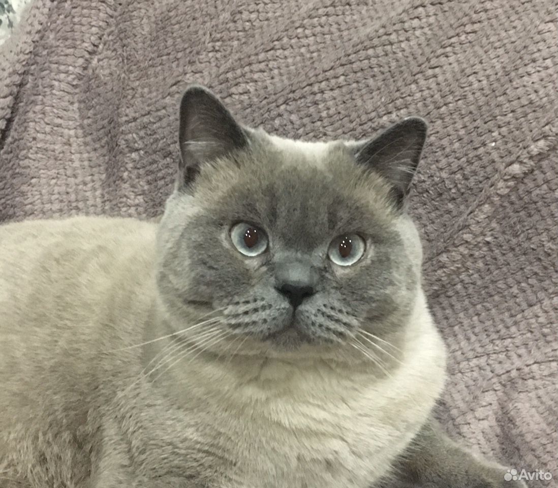 Кот на вязку