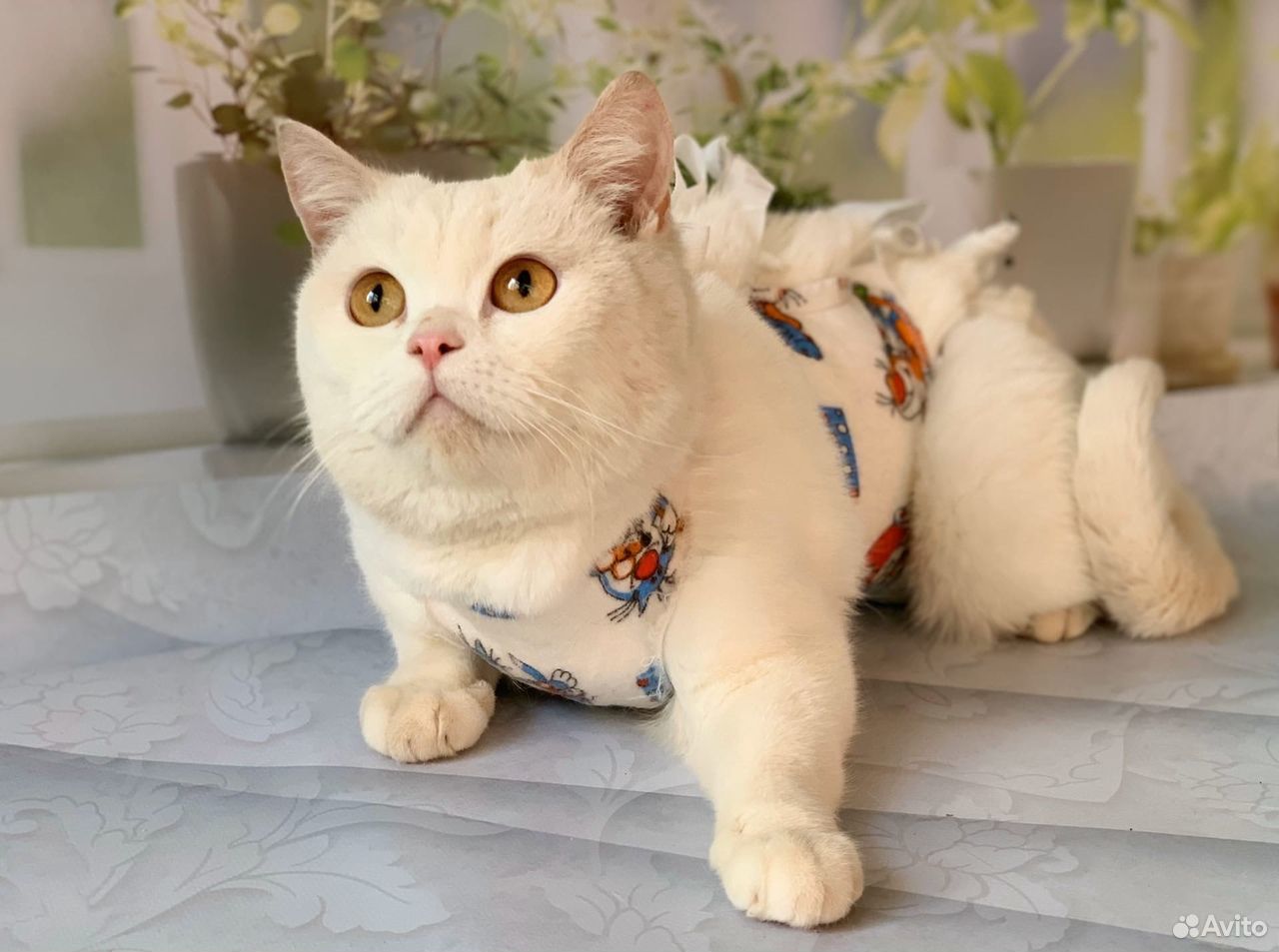 Котодети из приюта ищут своих родителей