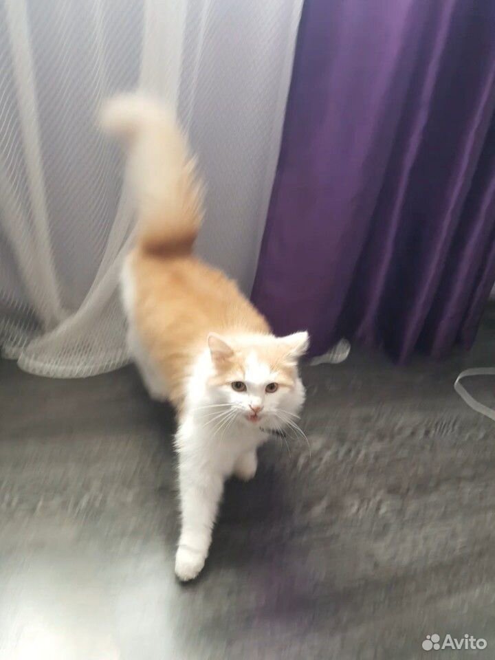 Котёнок 6 месяцев. Рыжик