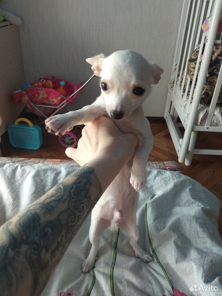 Чихуахуа