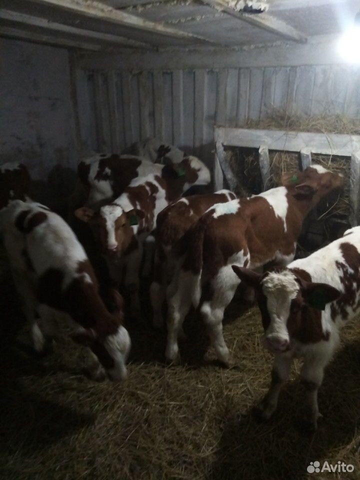 Бычки семинталы недельные