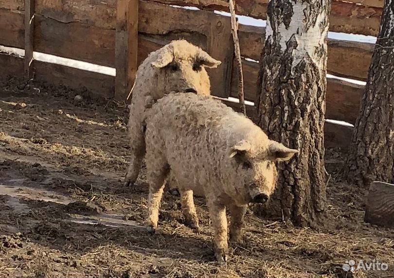 Венгерская мангалица