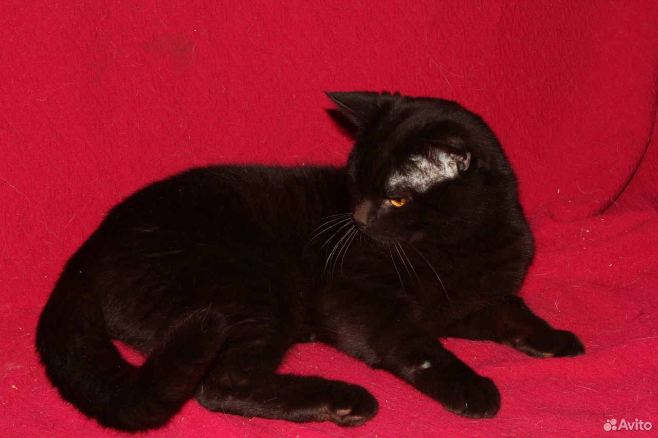 Коричневый кот,Гера. кастрат