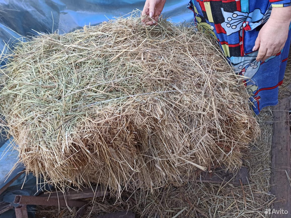 Разведение кроликов