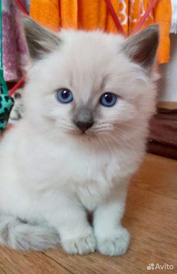 Задорные и милые котята