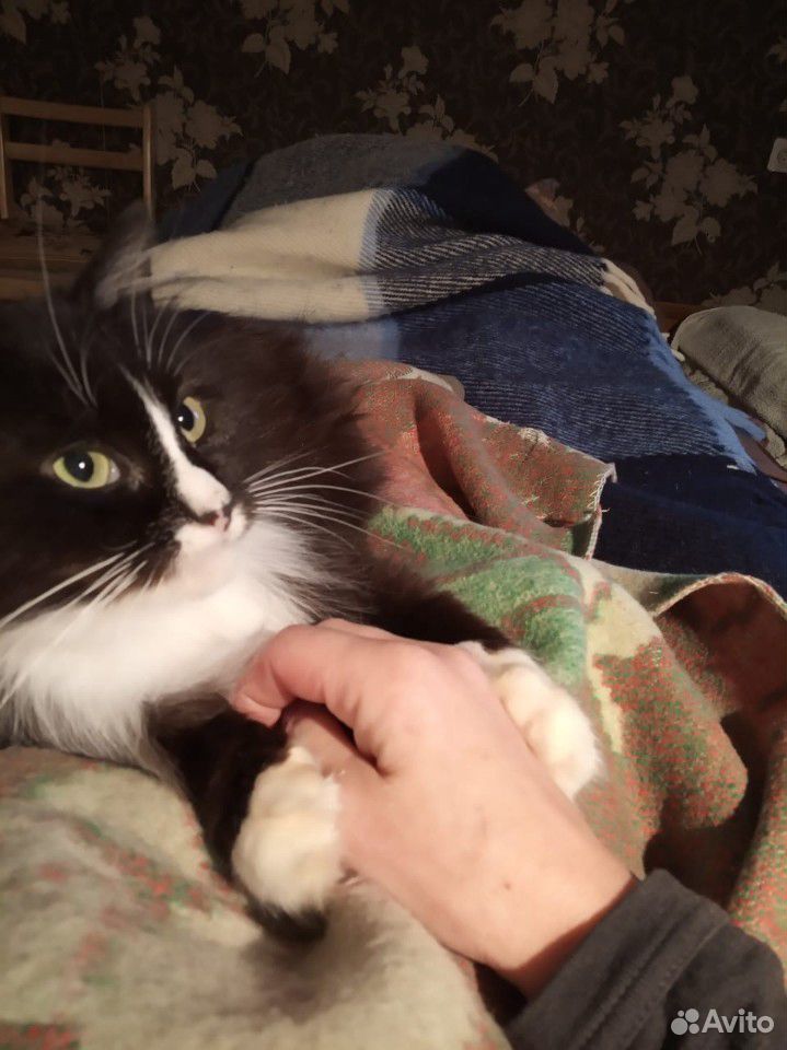 Кошка