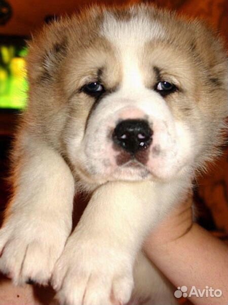 Продаются щенки Алабая(сао)