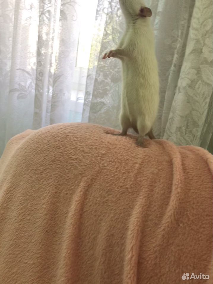 Продаётся крыска (мальчик)