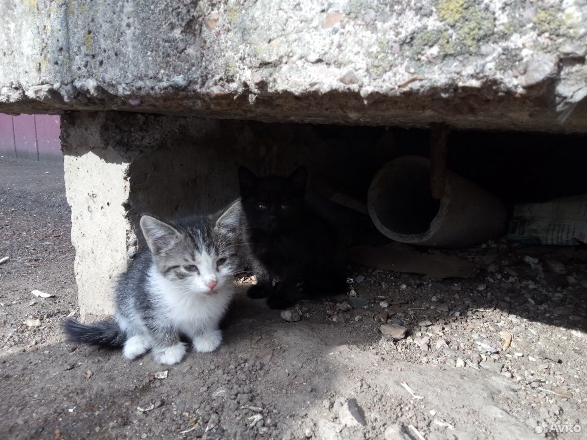 Котенок 1месяц,вроде девочка