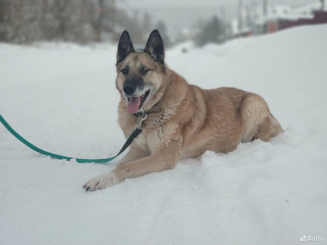 Благородный овчар в дар